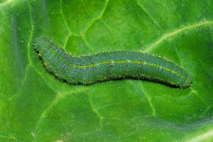 Evolutionary Arms Race Between Plants and Caterpillars Created Mustard Evolutionary Arms Race Between Plants and Caterpillars Created Mustard
